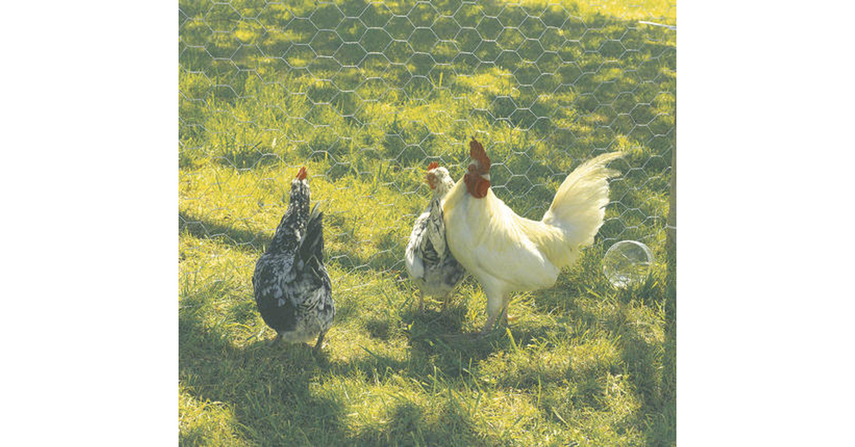 NORTENE GALVANEX UNIVERZÁLIS DRÓTHÁLÓ 1MX50M